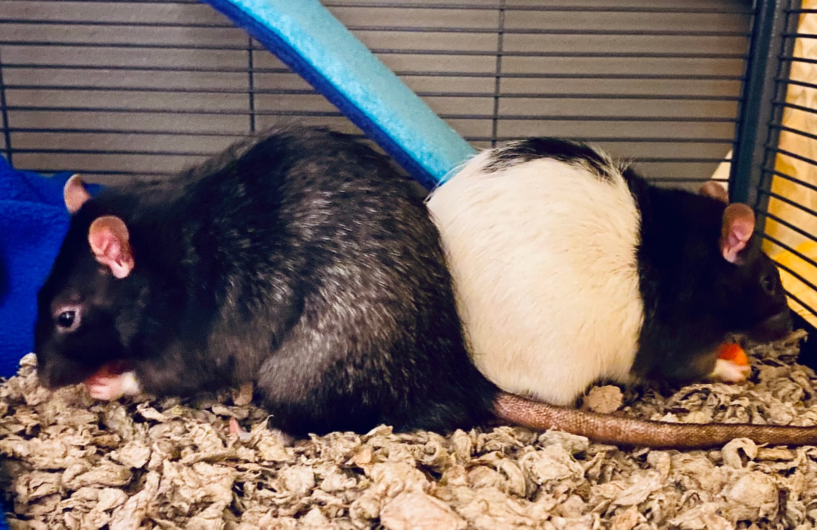 New Beginnings: Meet Fred & George, Our Dynamic Rat Duo! – UNtamedHOPE